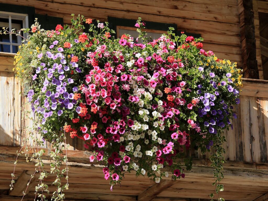 Surfinie na balkon | Centrum Kalinowa